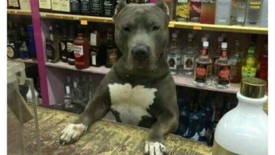 You Hippocrates!! - Funny LOL Memes